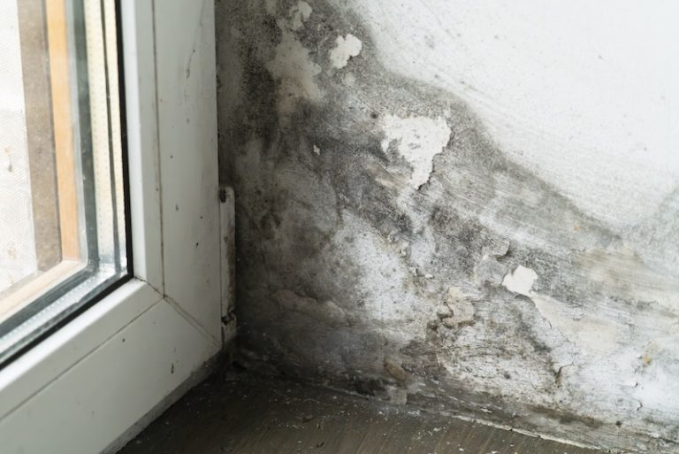 Mold Can Grow Fast After Water Damage — Here’s What To Know
